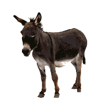 Verwandte des Pferdes